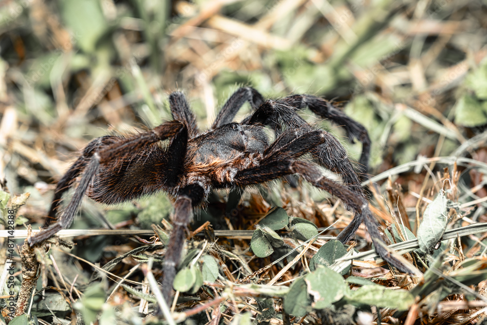 big scary tarantula spider walking and hunting on the ground at night ...