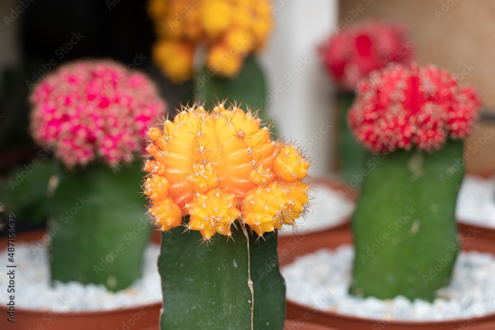 El Cactus de Colores, Gymnocalycium mihanovichii Gymnocalycium ...