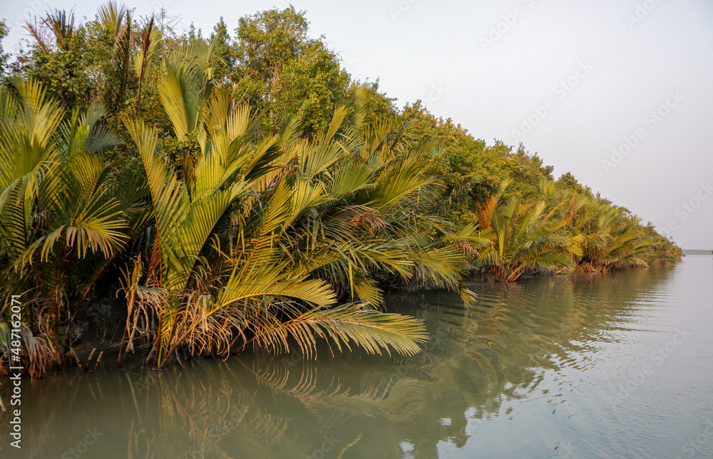 Typical nipa palm (Nipa fruticans).this photo was taken from Sundarbans ...