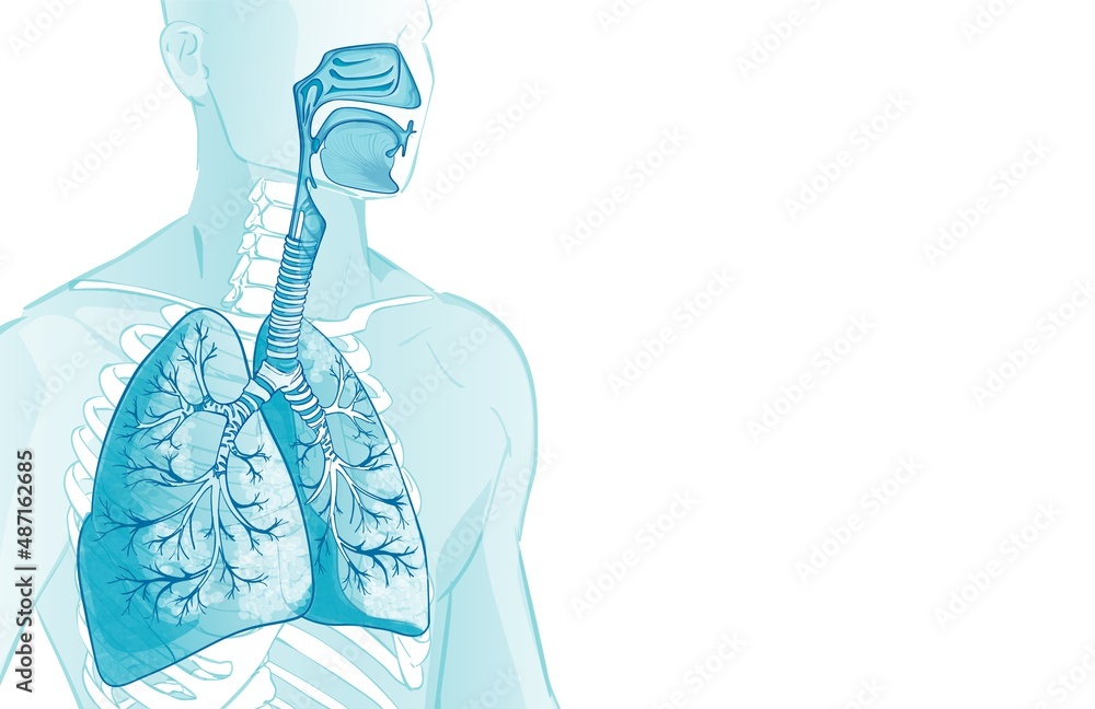 3d Vector Of The Human Respiratory System Lungs Alveoli Inside Larynx Nasal Throttle Anatomy 3d-vector-of-the-human-respiratory-system-lungs-alveoli-inside-larynx-nasal-throttle-anatomy