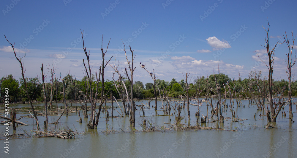 Swamp of the island Ca 'Venier, Veneto, Italy. Dry trees in the middle ...