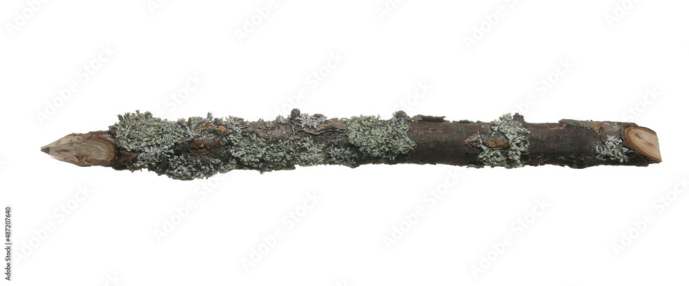 Sharp stake with green lichen, wooden spear isolated on white Stock ...