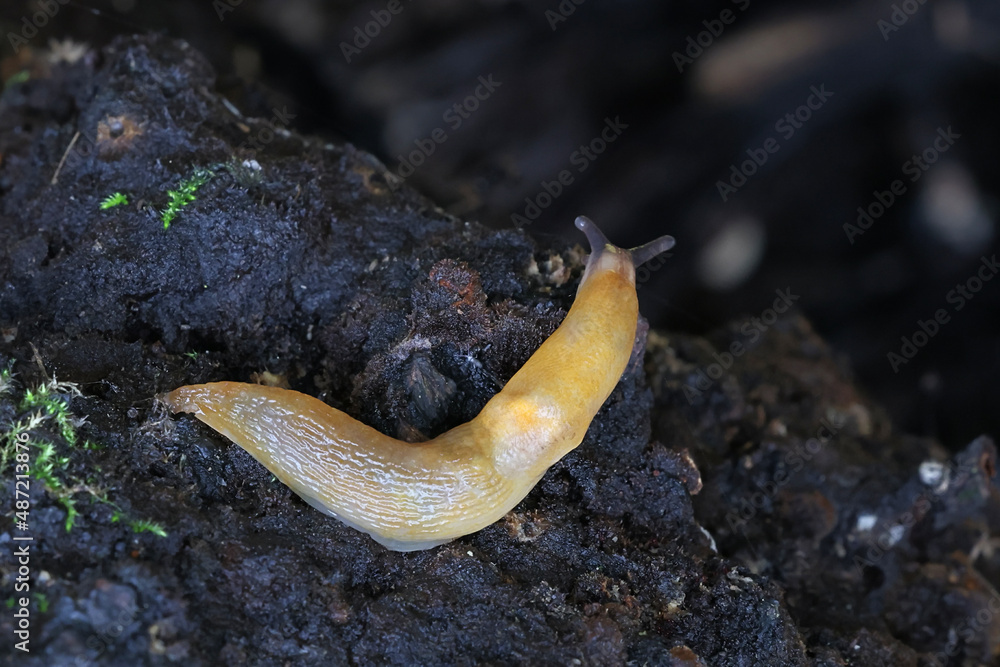 Poster Arctic field slug, also called milky slug – Wall Art | UkPosters