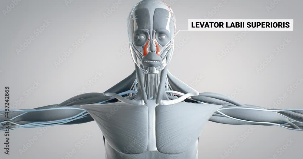 Anatomy of the head and face, levator labii superioris, detailed ...