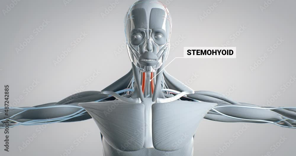 stylohyoideus, detailed display of muscles, human muscular system, 3D ...