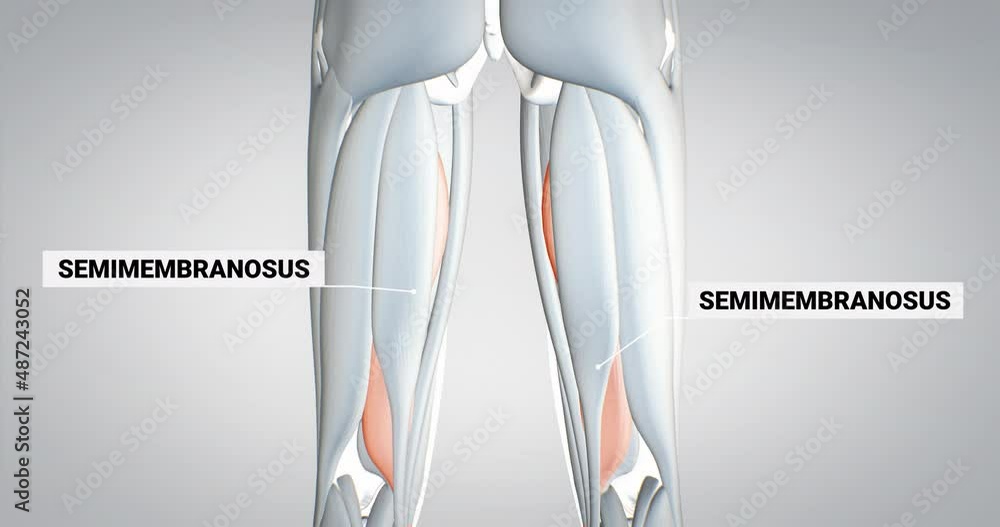 leg muscles,semimembranosus, detailed display of muscles, human ...