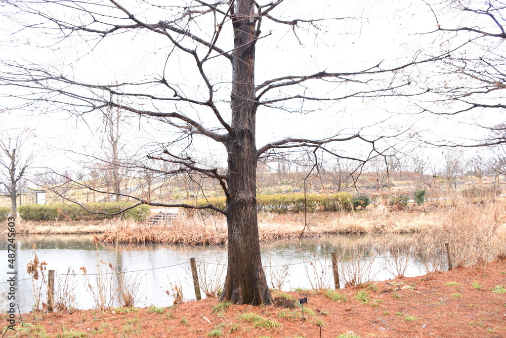 Taxodium distichum (Bald cypress) in winter. A deciduous conifer of the ...