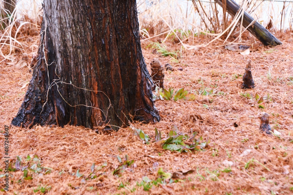 Taxodium distichum (Bald cypress) in winter. A deciduous conifer of the ...