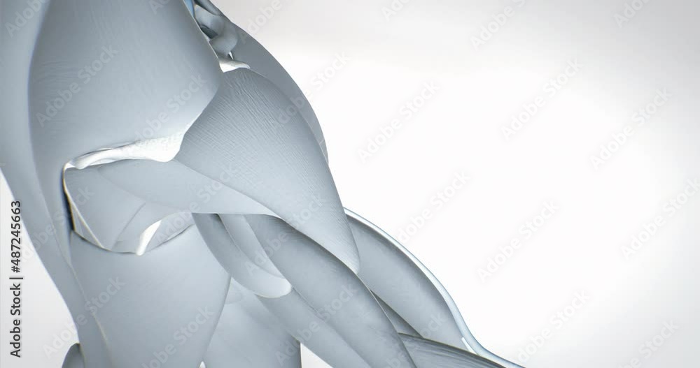 hand anatomy, detailed display of muscles, human muscular system, 3D ...