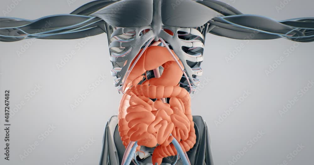Abdominal organs, 3D animation of human anatomy, 3D render Stock Video ...