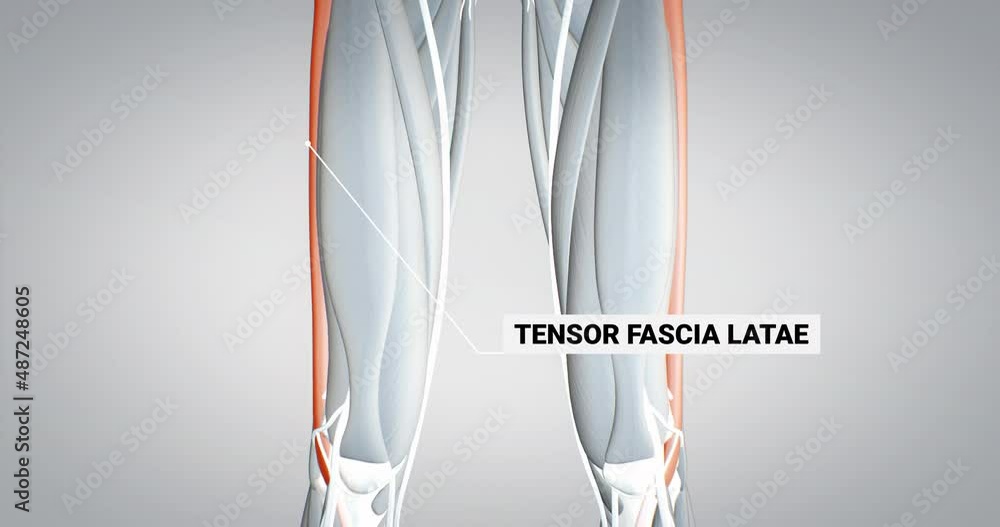 leg muscles, tensor fasciae latae, detailed display of muscles, human ...