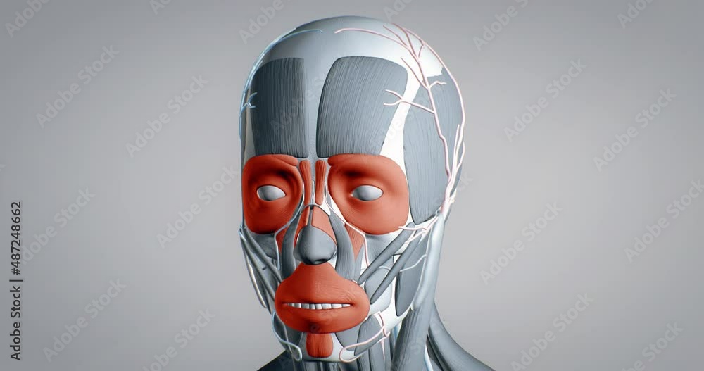 All muscles of the face, detailed display of face muscles, human ...