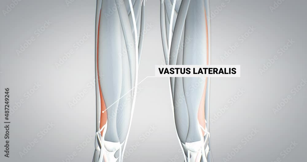 leg muscles, vastus lateralis, detailed display of muscles, human ...