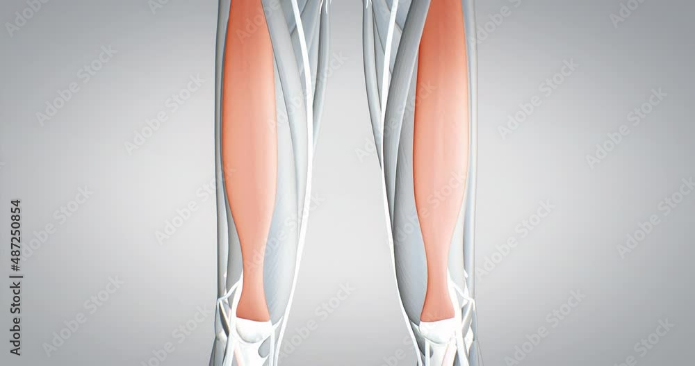 leg muscles, rectus femoris, detailed display of muscles, human ...