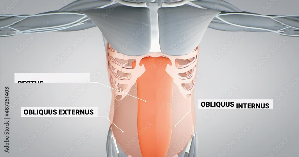 Muscles of the abdomen, obliquus externus, rectus abdominis, detailed ...