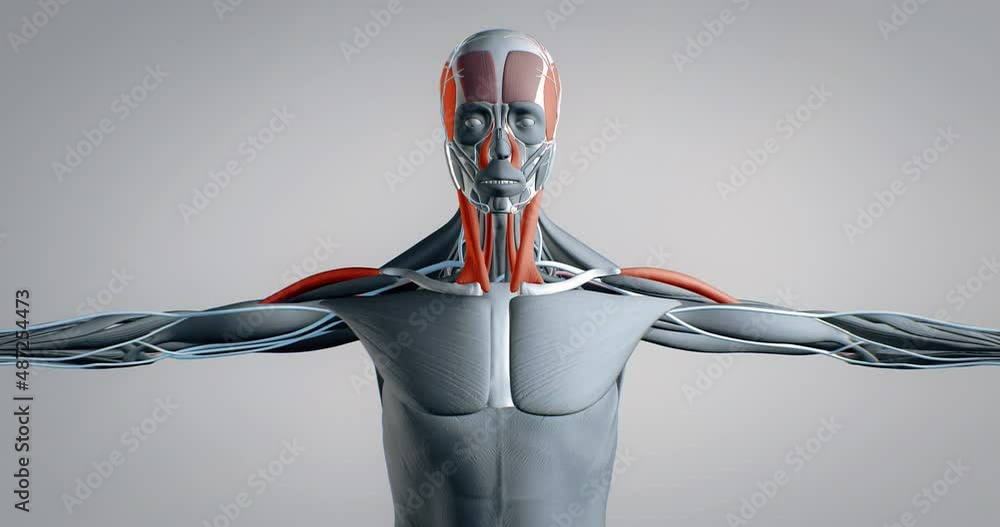 Muscles of the anterior part of the body and face, detailed display of ...