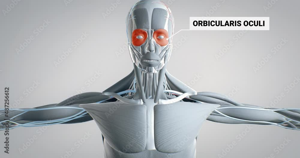 Orbicularis oculi muscle, detailed display of face muscles, human ...