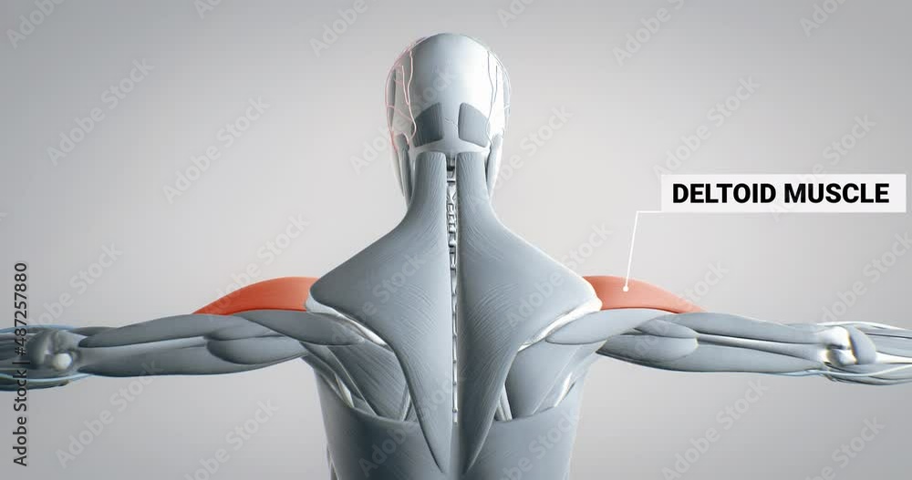 Deltoid muscle, detailed display of muscles, human muscular system, 3D ...