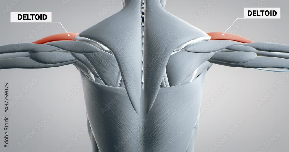 Deltoid muscle, detailed display of muscles, human muscular system, 3D ...