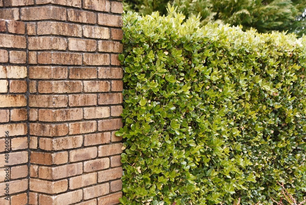 Quercus phillyraeoides (Ubame oak) hedge. Fagaceae evergreen tree. It ...