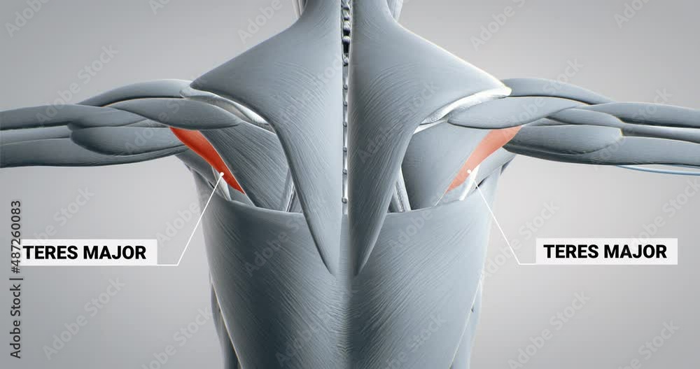 teres major , detailed display of muscles, human muscular system, 3D ...