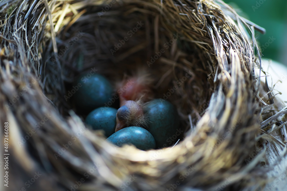 Bird's nest with bird in early summer. Eggs and chicks of a small bird ...