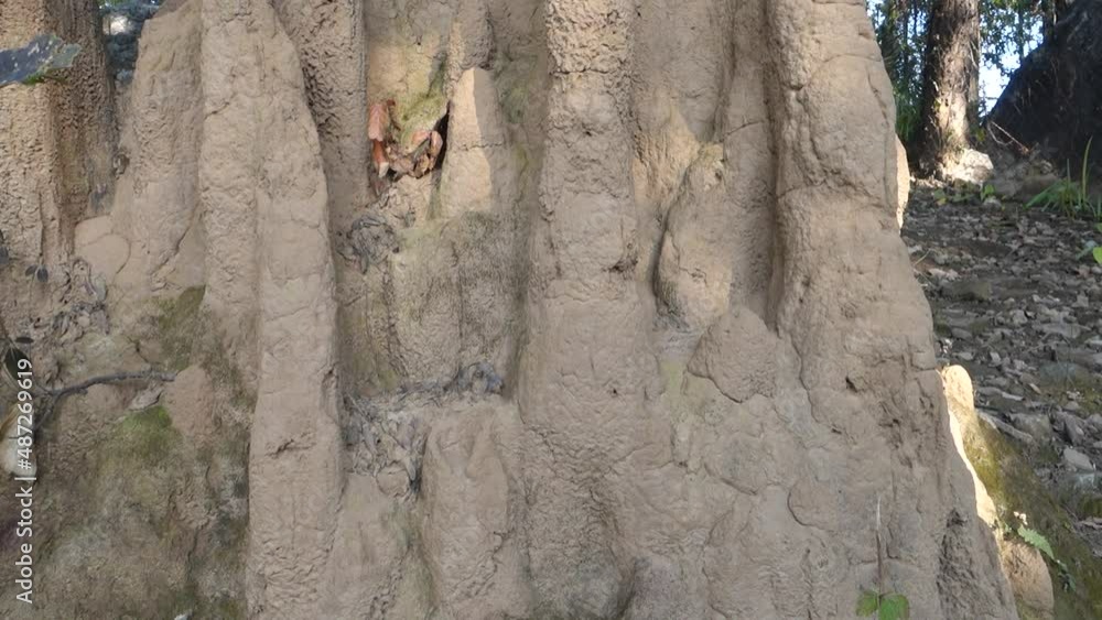 A close up shot of a big ant hill or termite hill in the forest. The ...
