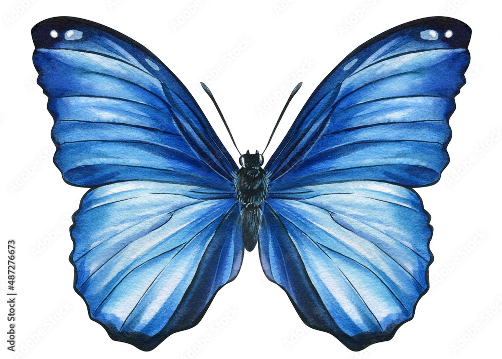 Blue butterfly on an isolated white background, watercolor illustration ...