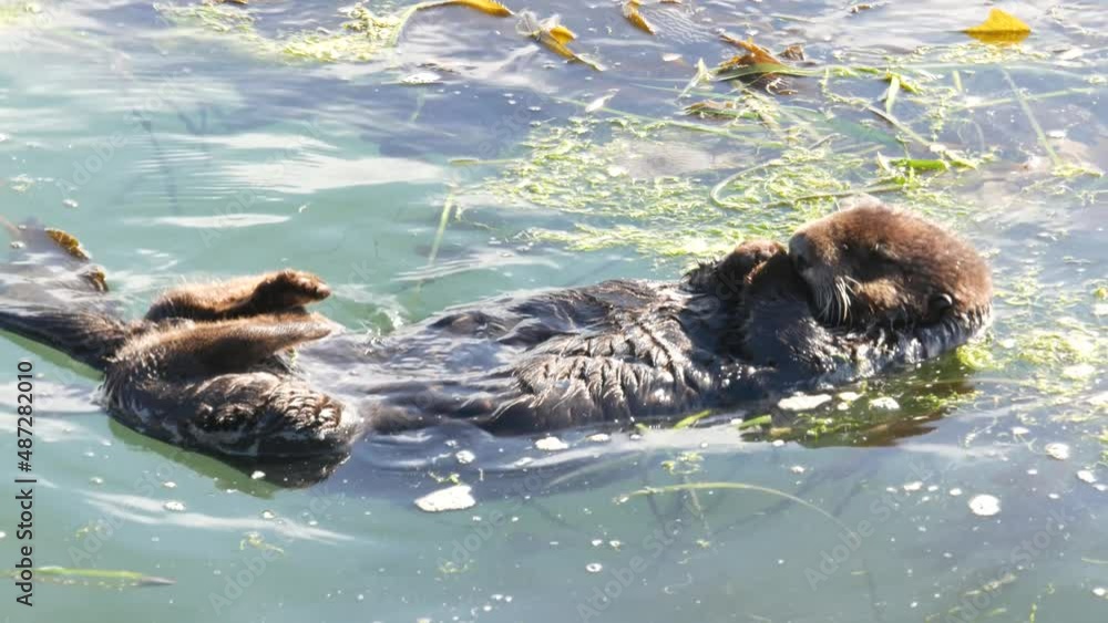 Cute furry sea otter marine mammal, adorable cuddly wild aquatic animal ...