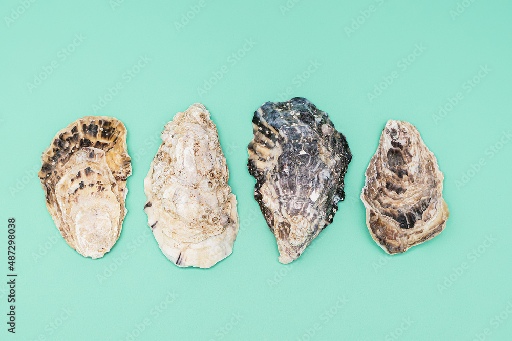 Oyster shells on a blue background. Luxury seafood mollusk on a blue ...
