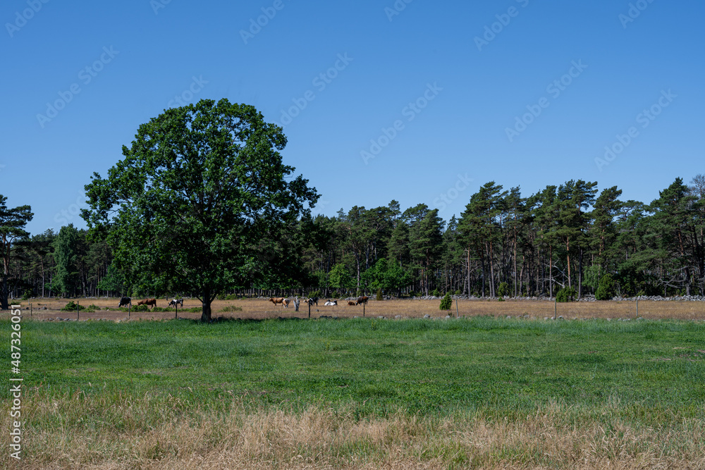 Dry branches on the ground in pine tree forest. A pine is any conifer ...