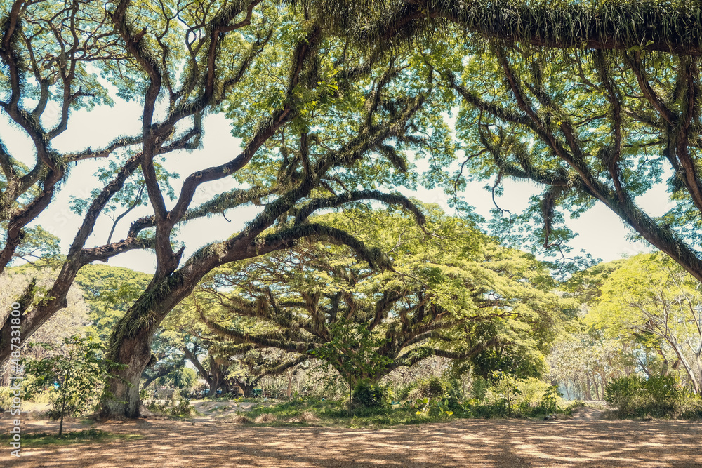 Many giant rain tree, Chamchuri or monkey pod tree. Magical beautiful ...