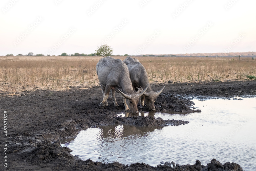 Wild bulls by watering place drinking swamp water in dry savanna. The ...