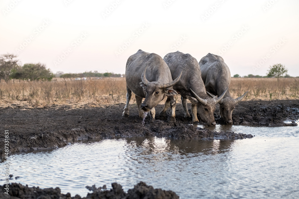 Wild bulls by watering place drinking swamp water in dry savanna. The ...