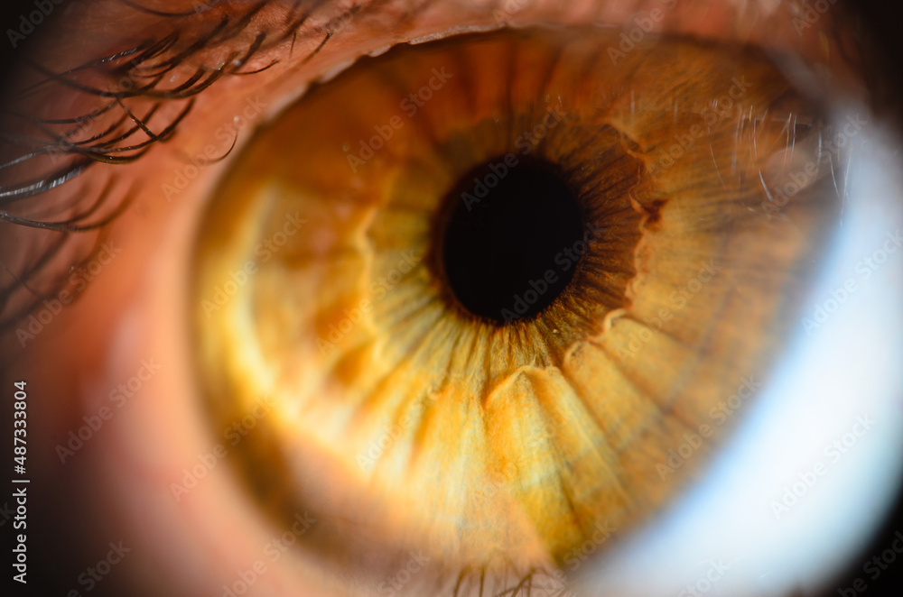 Macro photo of human eye. Human eye close-up detail with shallow depth ...