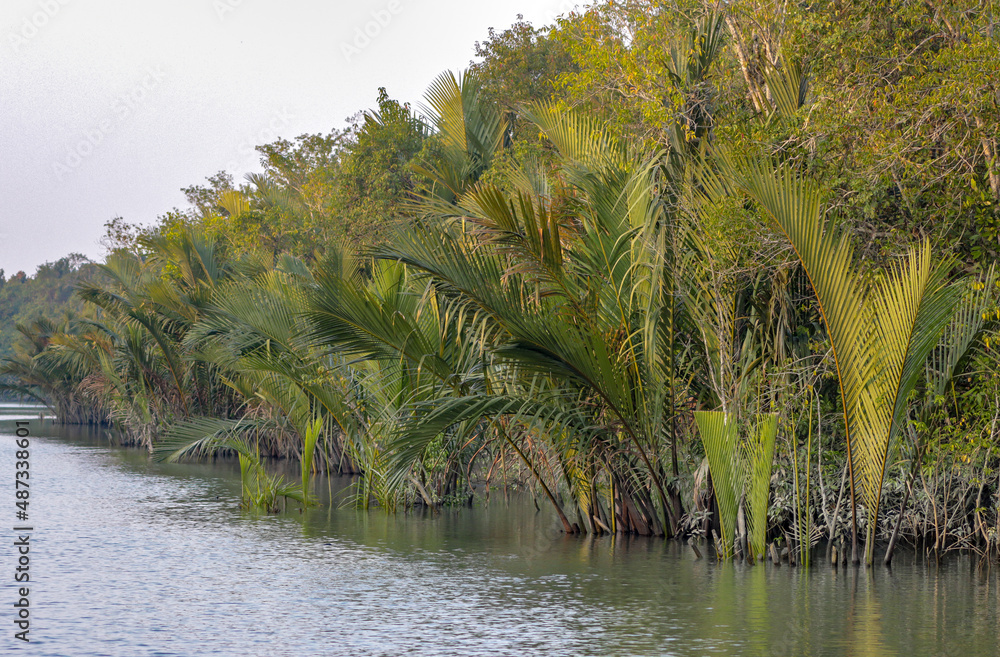 Typical nipa palm (Nipa fruticans).this photo was taken from Sundarbans ...