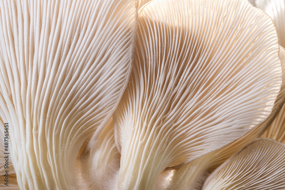 macro Sajor-caju Mushroom plants. Using idea design texture pattern ...