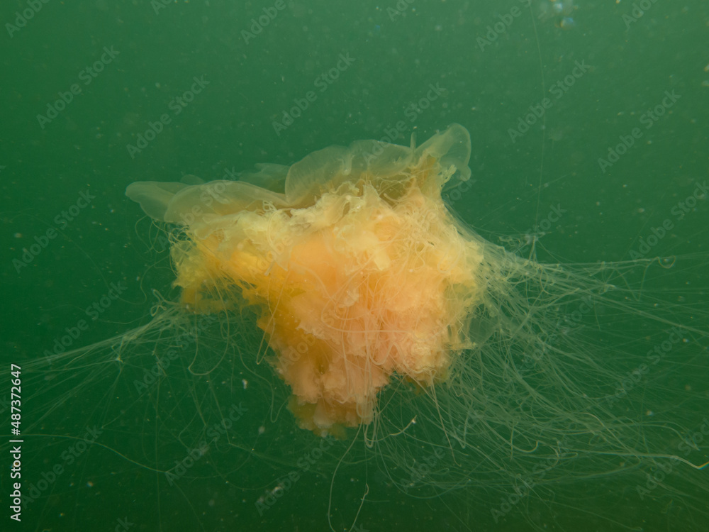 A lion's mane jellyfish, Cyanea capillata. This is one of the largest ...