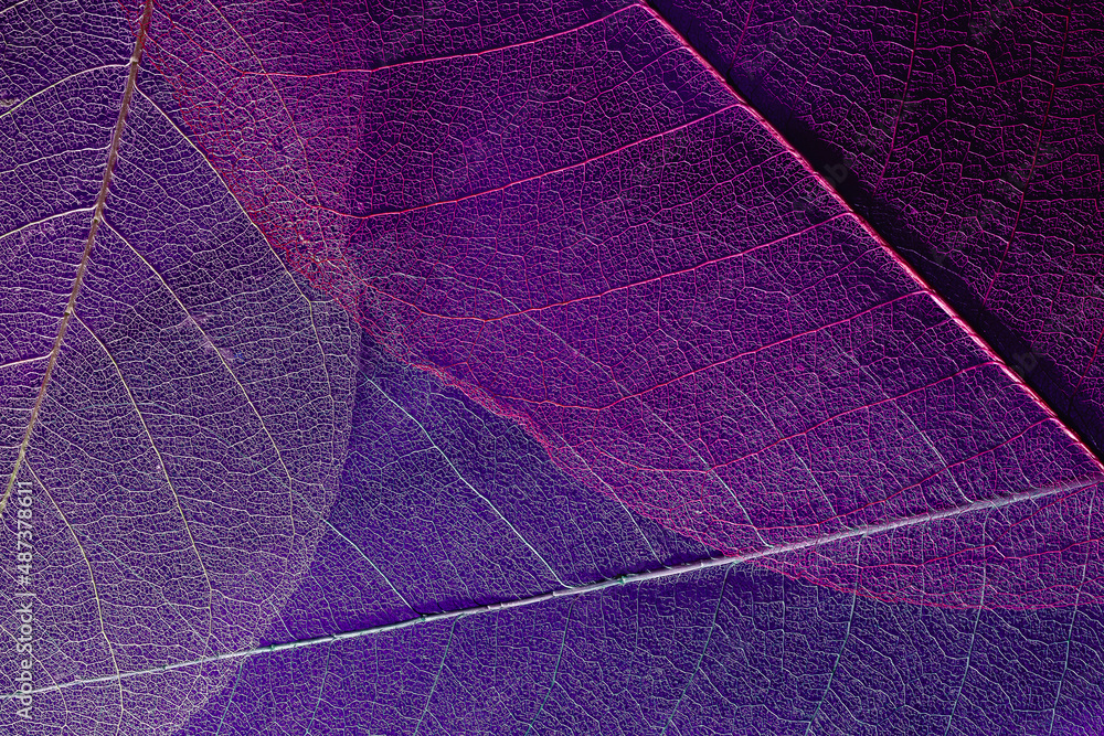 nature-inspired environment organic design background. skeleton leaf ...