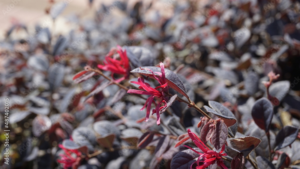 Loropetalum chinense also known as Chinese fringe flower Stock Photo ...