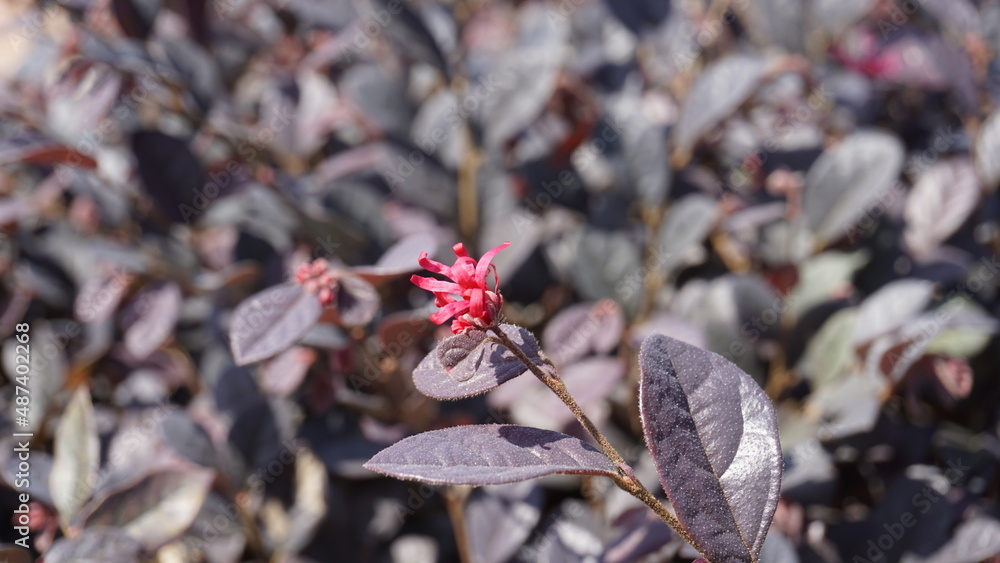 Loropetalum chinense also known as Chinese fringe flower Stock Photo ...