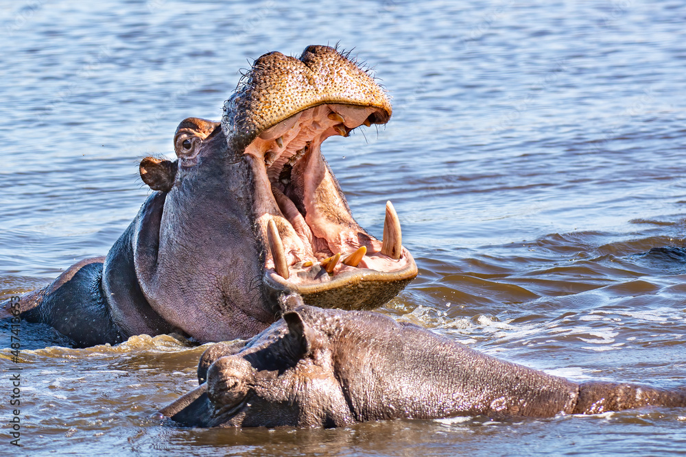 Angry hippopotamus (Hippopotamus amphibius), hippo with a wide open ...