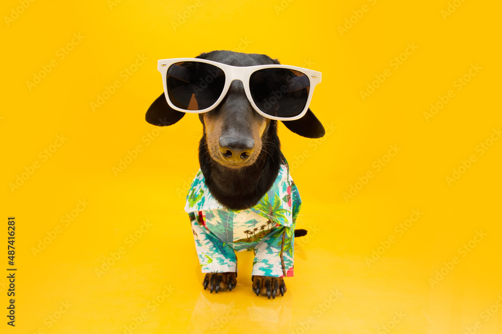 Fun Dog Sun Dog