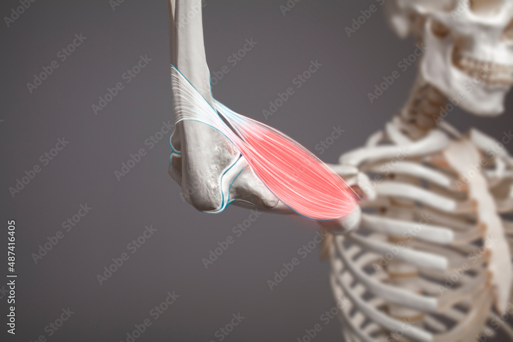 Elbow bone and muscle anatomy Stock Photo | Adobe Stock