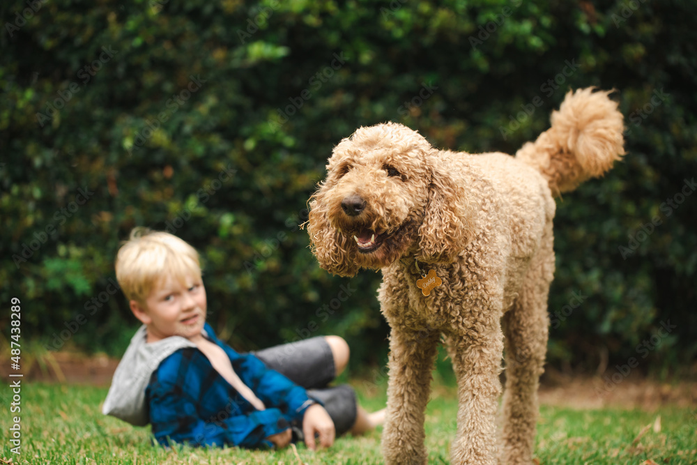 Cute blonde pre-teen boy lying on grass with happy groodle dog Stock ...