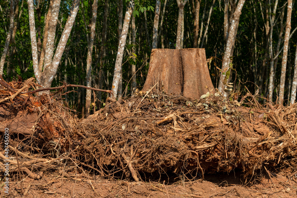 Fotografia do Stock: Dig a tree root Fallen tree. Torn tree root. a ...