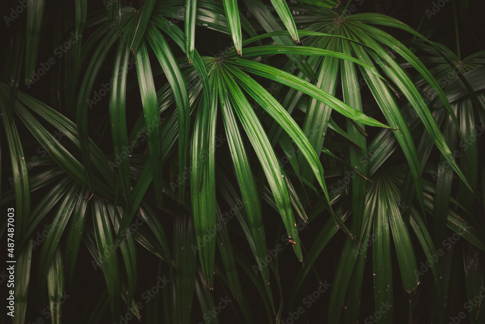 Leaves in the forest Beautiful nature background of vertical garden ...
