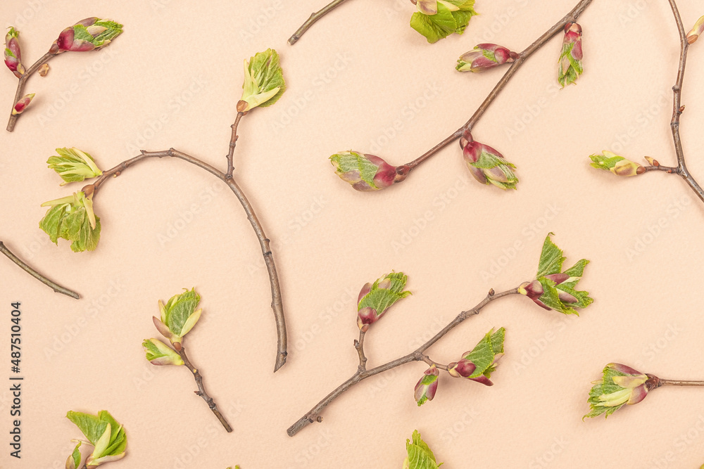 Branches with spring tree buds and young leaves on beige background ...