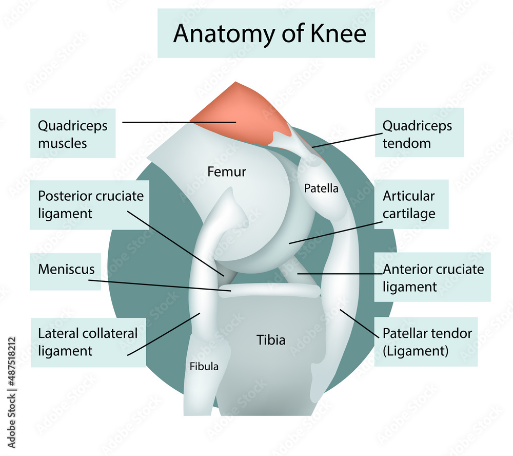 Anatomy. Knee Joint Cross Section vector illustration Stock Vector ...