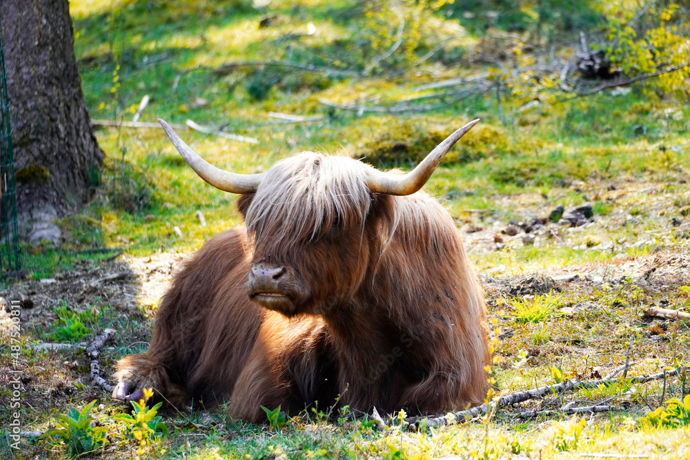 Scottish highland cattle, Bos taurus taurus. Old breed of cattle from ...
